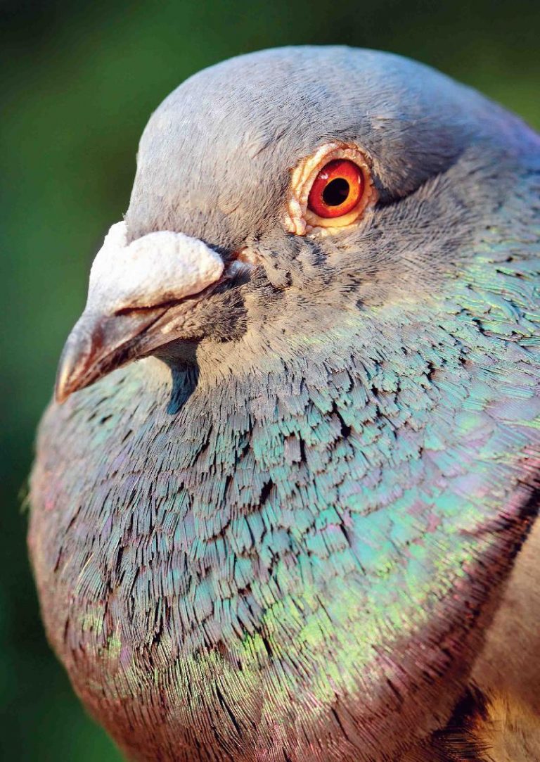Advancing Into the World of Pigeon Farming - Backyard Poultry